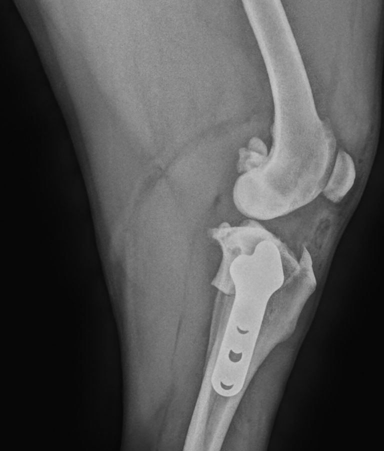 TPLO - Tibial Plateau Leveling Osteotomy - Tiergesundheitszentrum ...