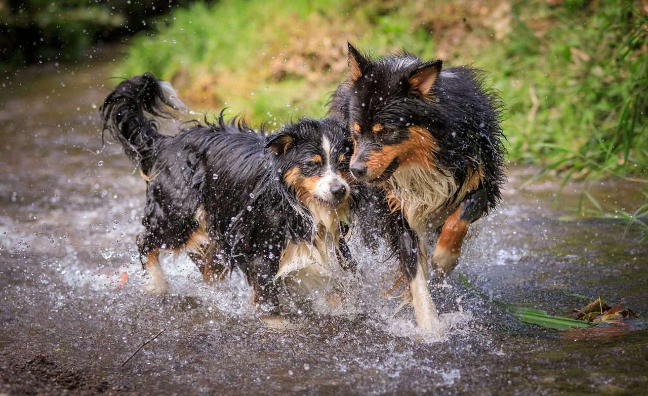 Konnen Hunde Schwitzen